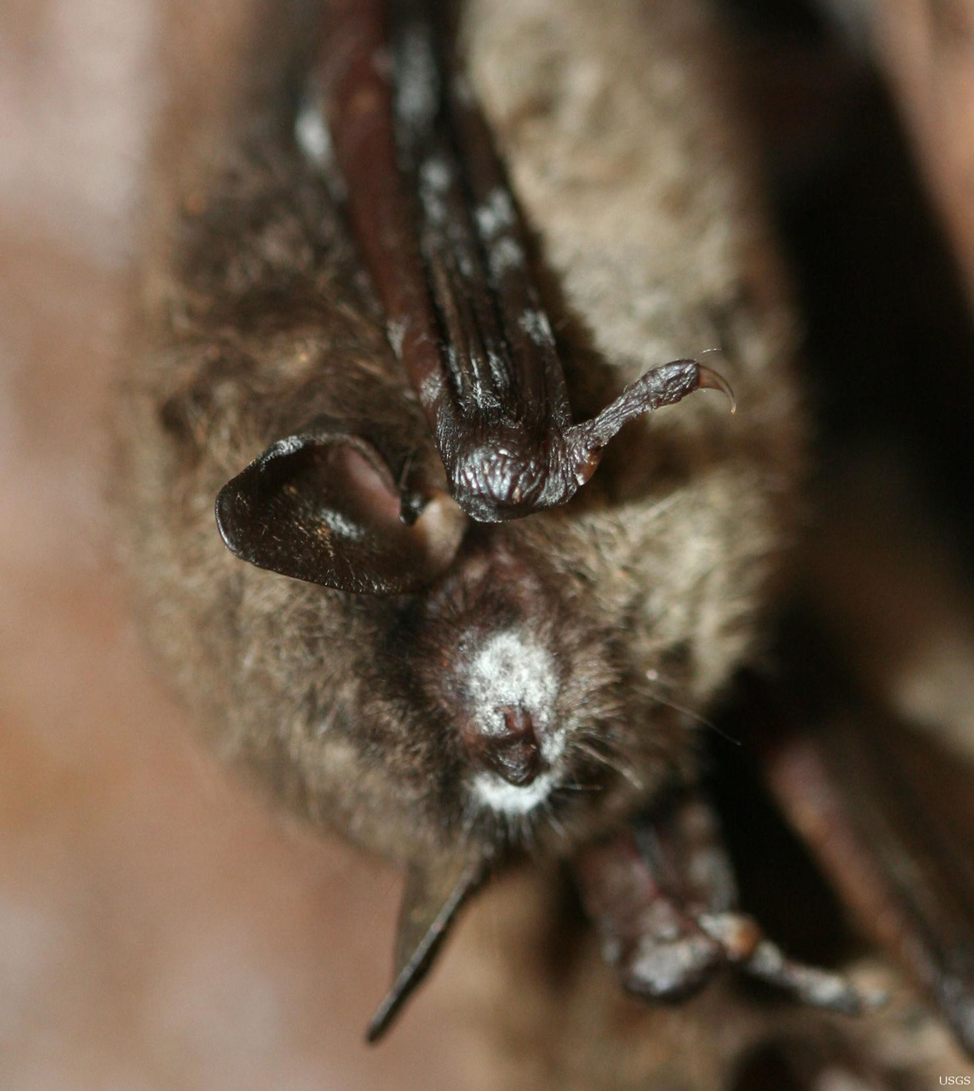 Bat-Killing White-Nose Syndrome Spreads to West Coast - Newsweek