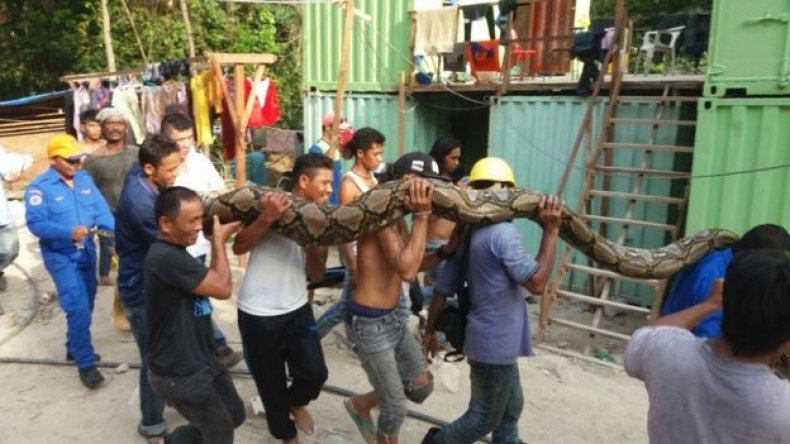 26-Foot-Long Python Caught in Malaysia Could Be World's Longest Snake 26-Foot-Long Python Caught in Malaysia Could Be World's Longest Snake