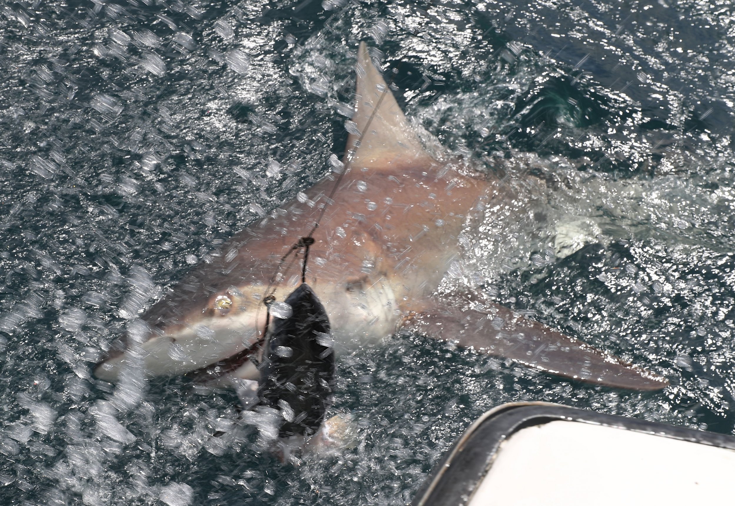 Video of Shark Dragged by High-Speed Boat Sparks Outrage and ...