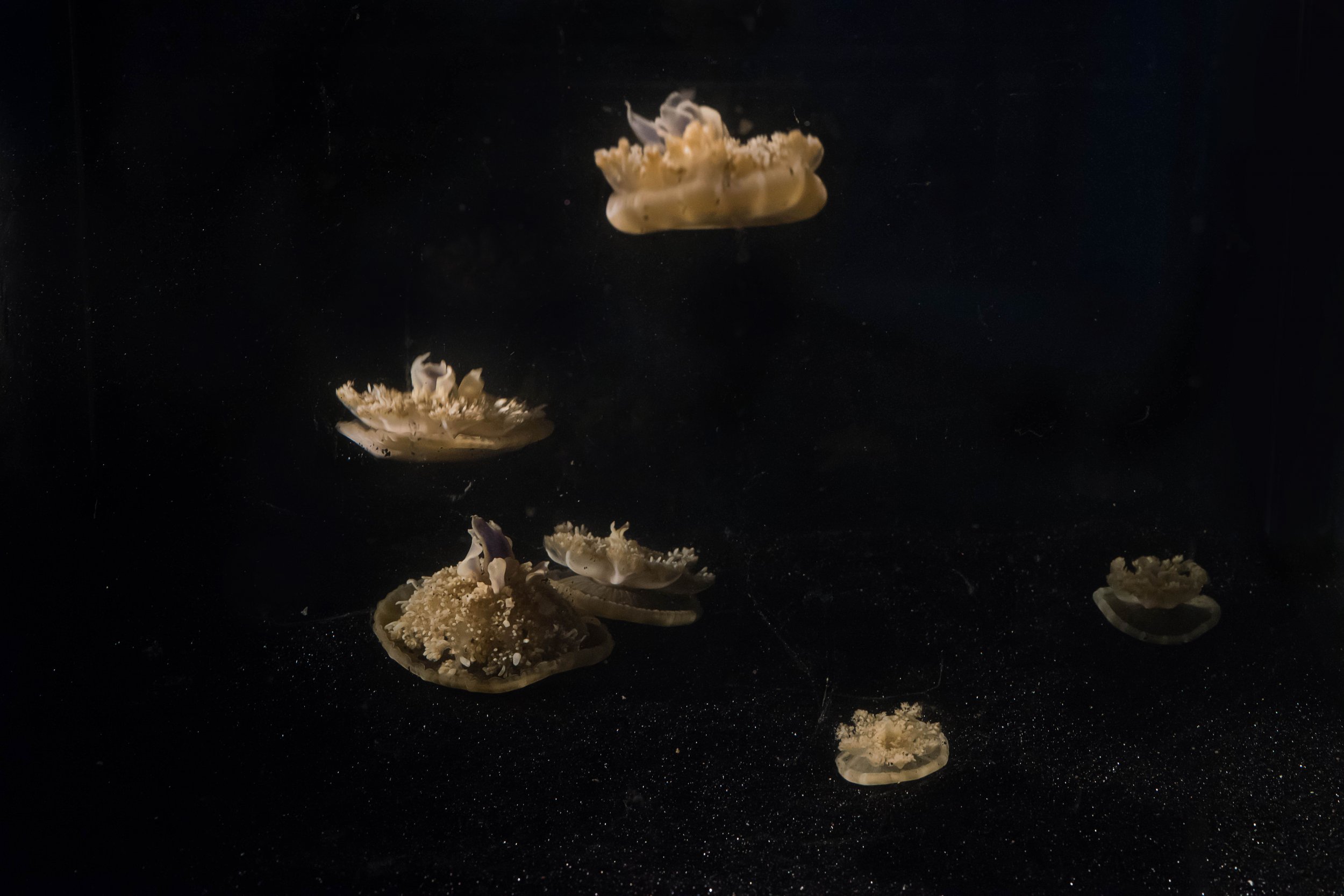 Do All Animals Sleep? Brainless Jellyfish Still Need Rest, Study Finds ...