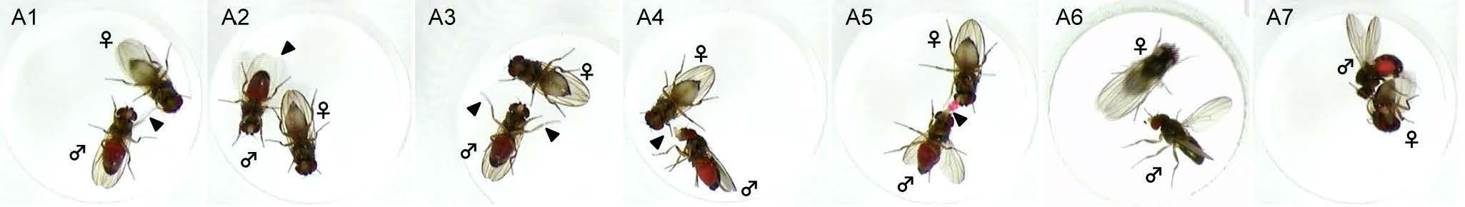 Fruit Flies Mating
