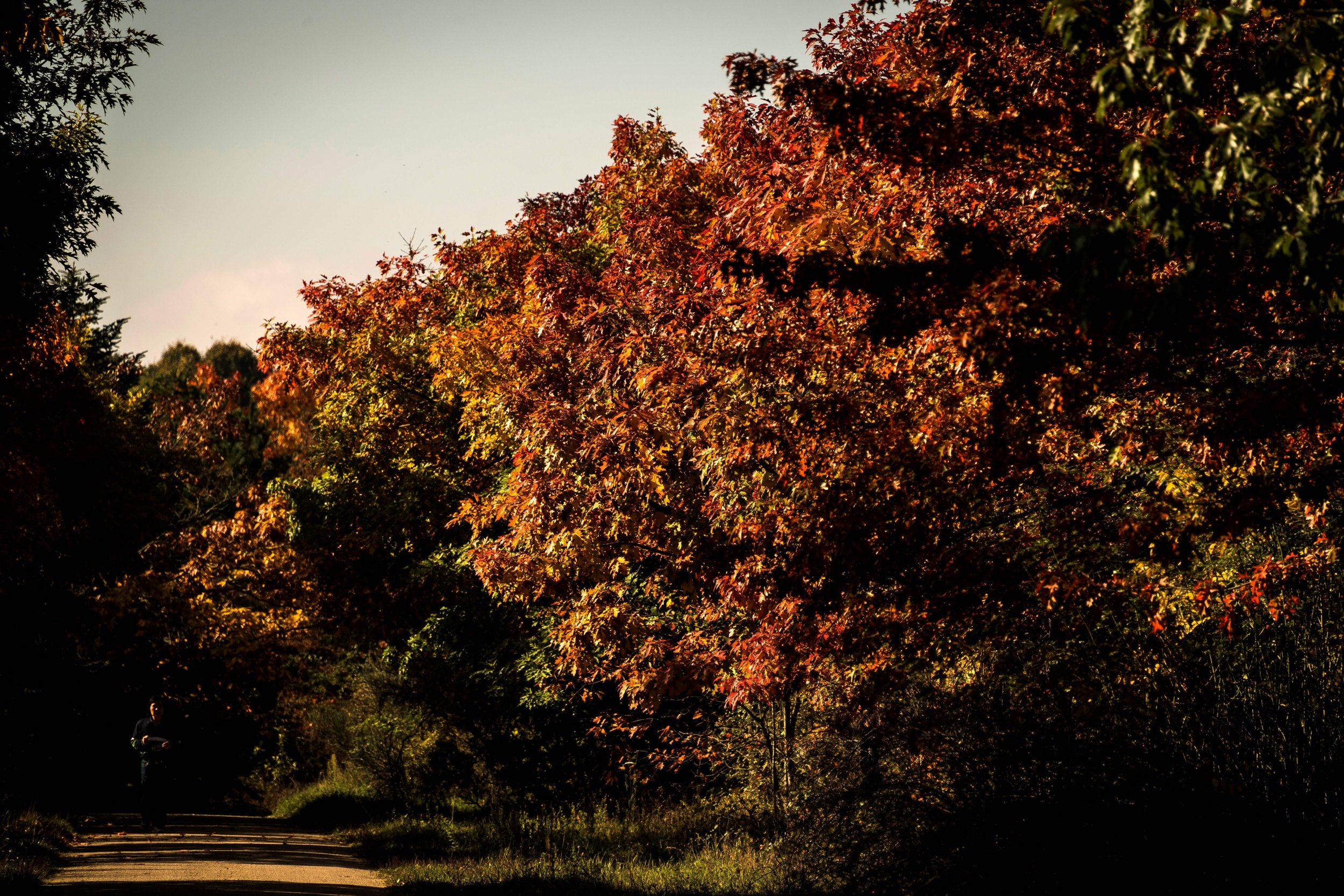 Fall Or Autumn Why We Use Two Names To Describe The Season After Summer