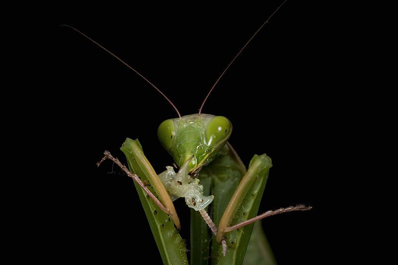 Praying Mantis Eating Mate Praying Mantis Eating Mate