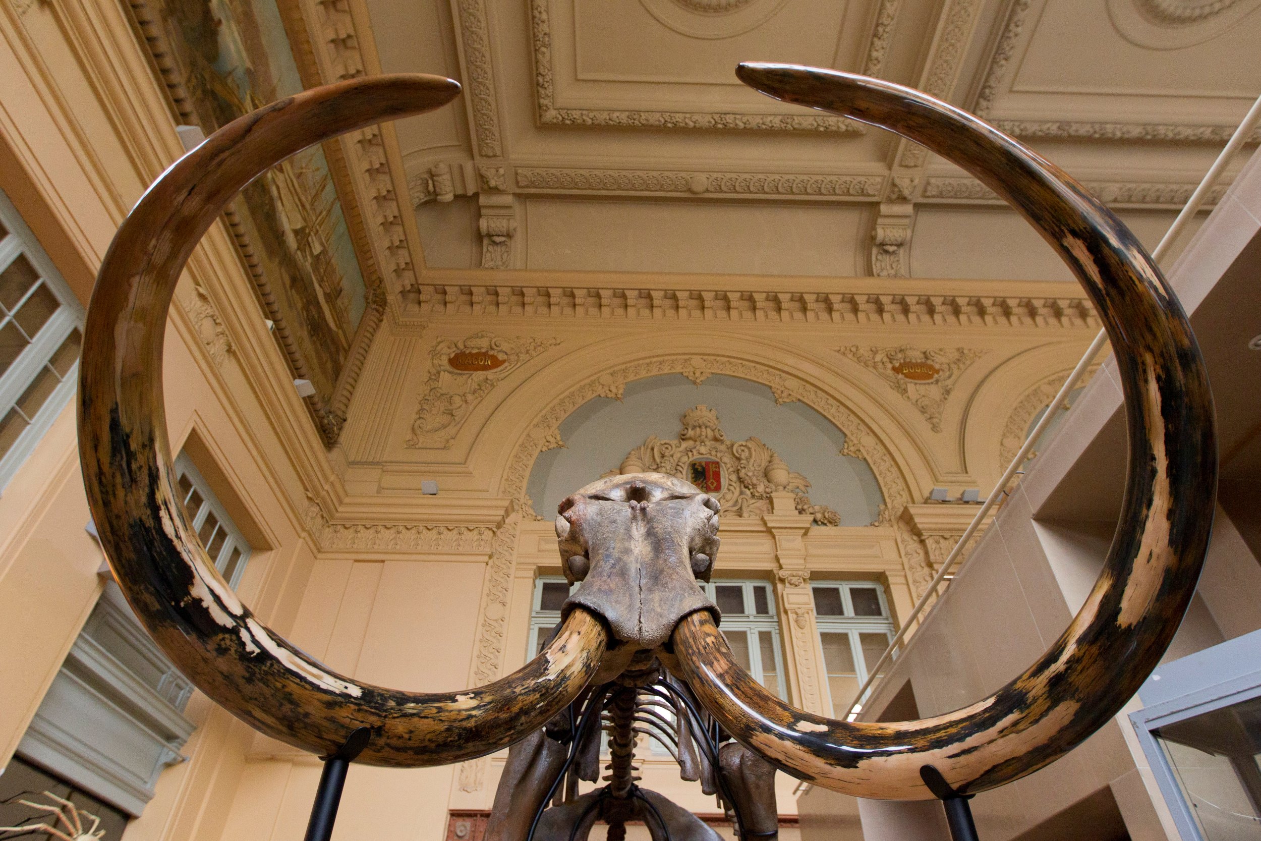 14-Inch 'Spear' Made of Tusk Found Inside Woolly Mammoth Skeleton in ... 14-Inch 'Spear' Made of Tusk Found Inside Woolly Mammoth Skeleton in ...