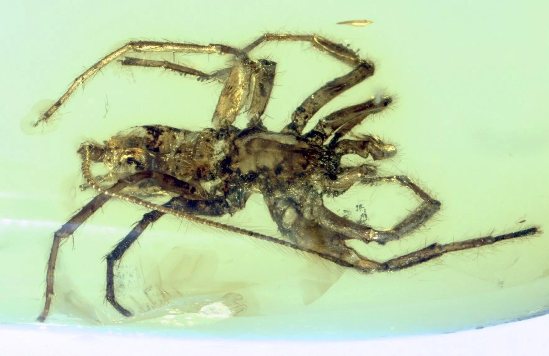 Scorpion Spider