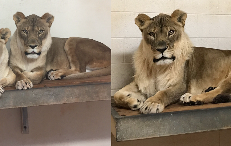 Female Lion at Oklahoma Zoo Suddenly Grew a Luscious Mane and ...