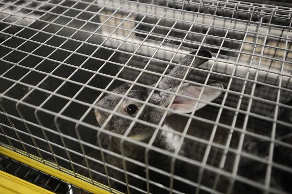 Nearly 300 Rabbits Removed From Hoarder's Home - Newsweek