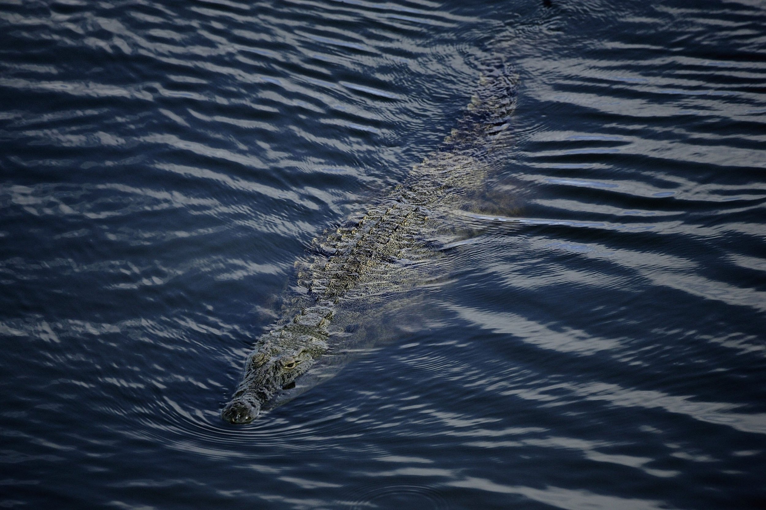 Couple Marries Days After Bride's Arm Bitten Off in Crocodile Attack ...