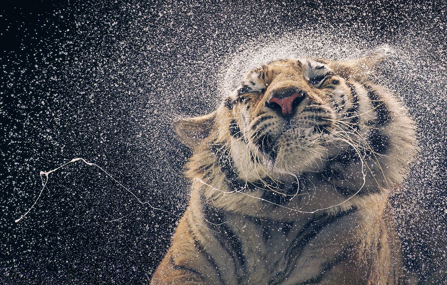 The Reasons Why Animals Are Endangered: A Look at Tim Flach's ...