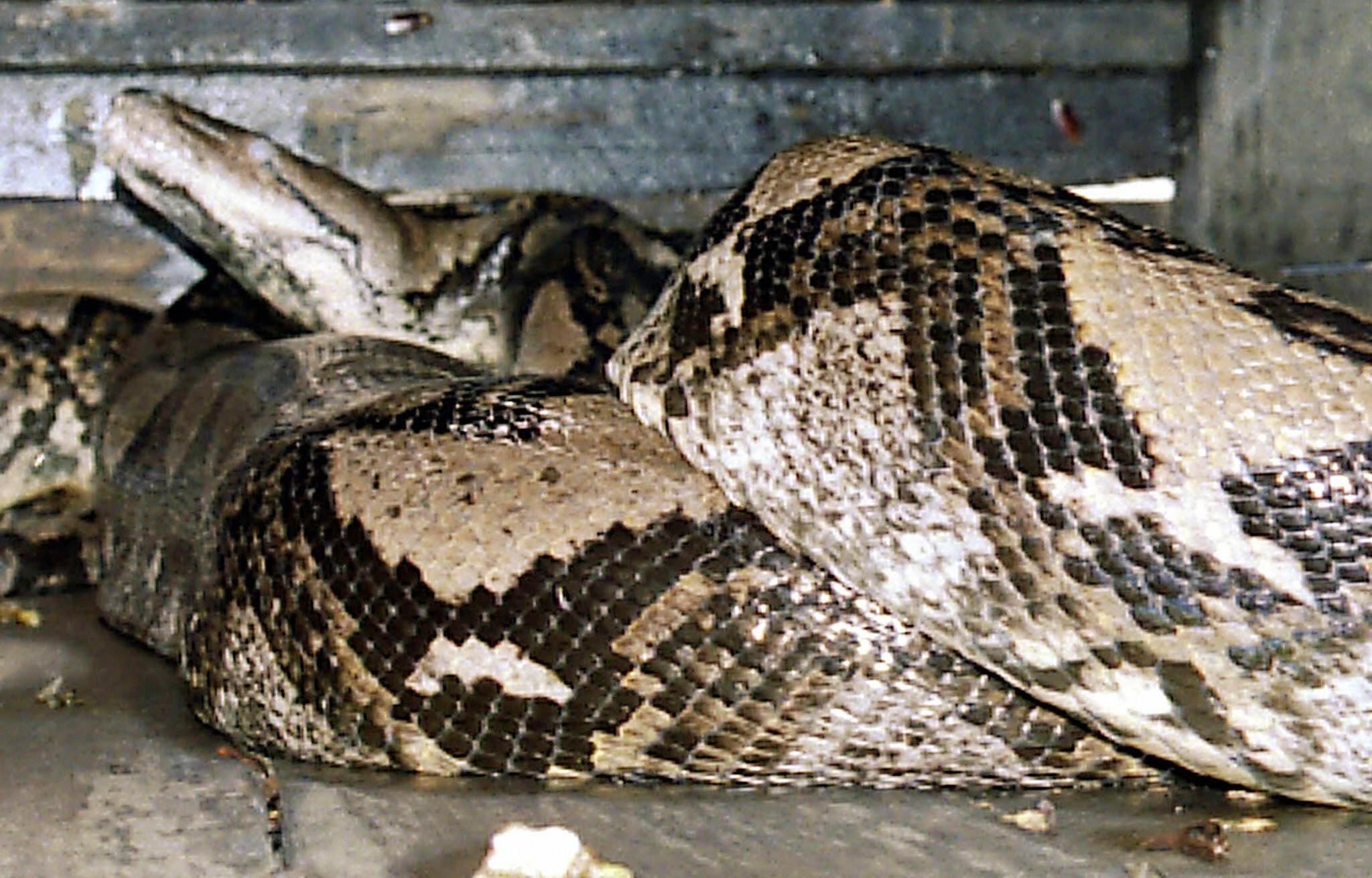 23 Foot Long Python Devours Indonesian Woman 23 Foot Long Python Devours Indonesian Woman